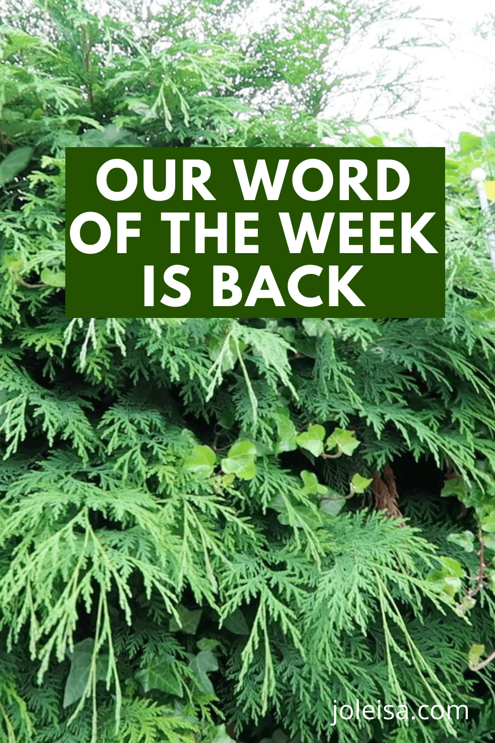 This week it's Back! - joleisa